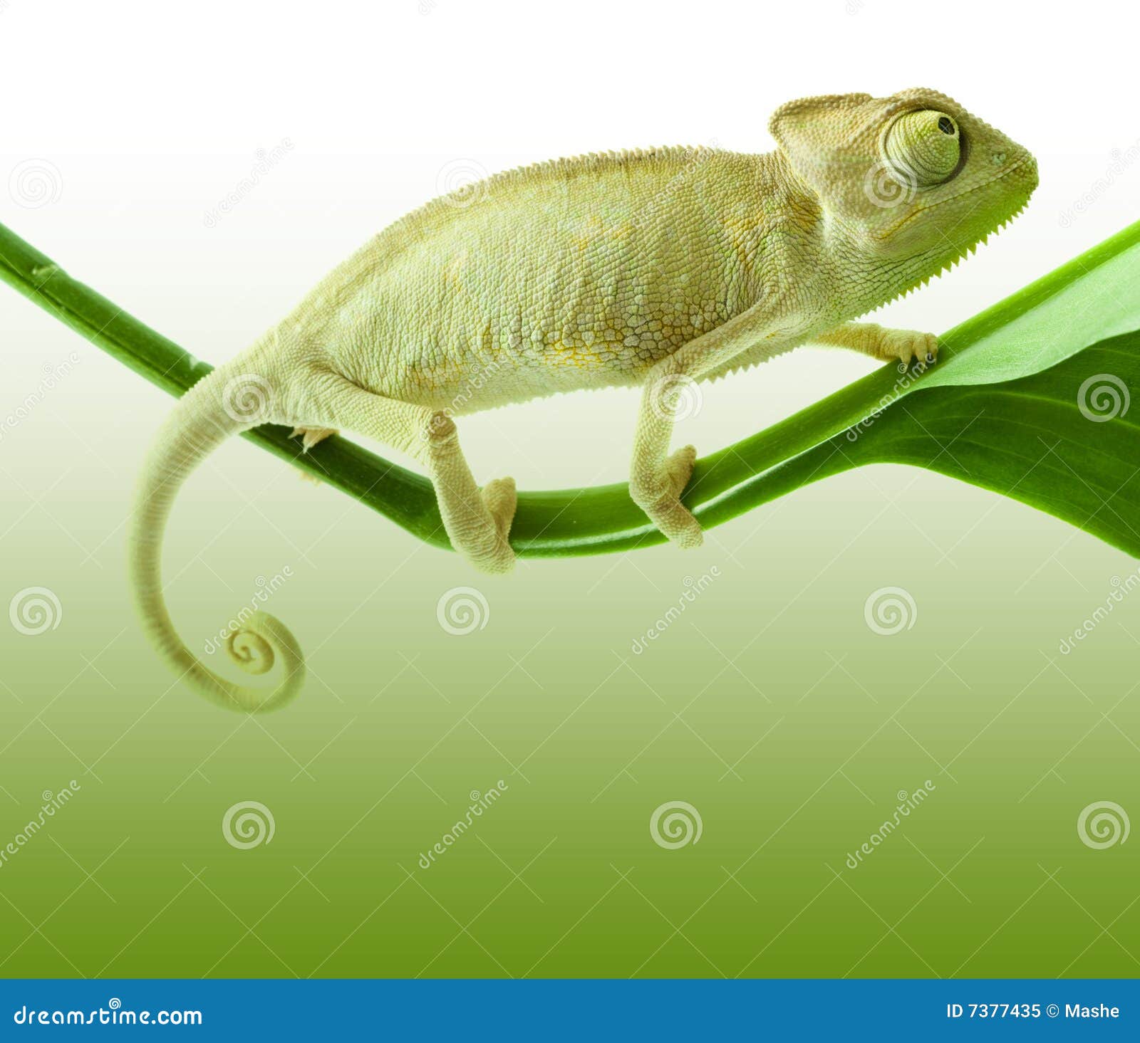 Chameleon on flower. stock image. Image of arboricole - 7377435