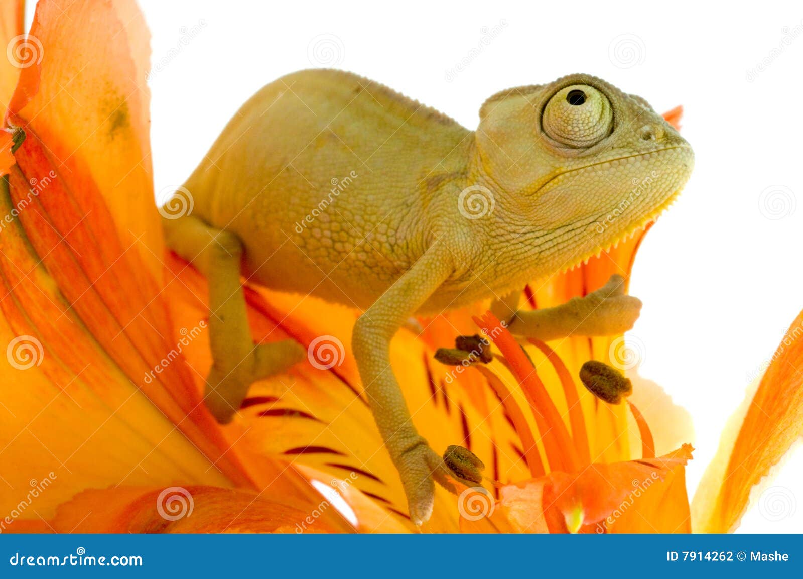 Chameleon on flower. stock photo. Image of chameleon, exotic - 7914262