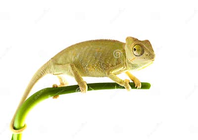 Chameleon on flower. stock image. Image of emotive, plant - 8013517