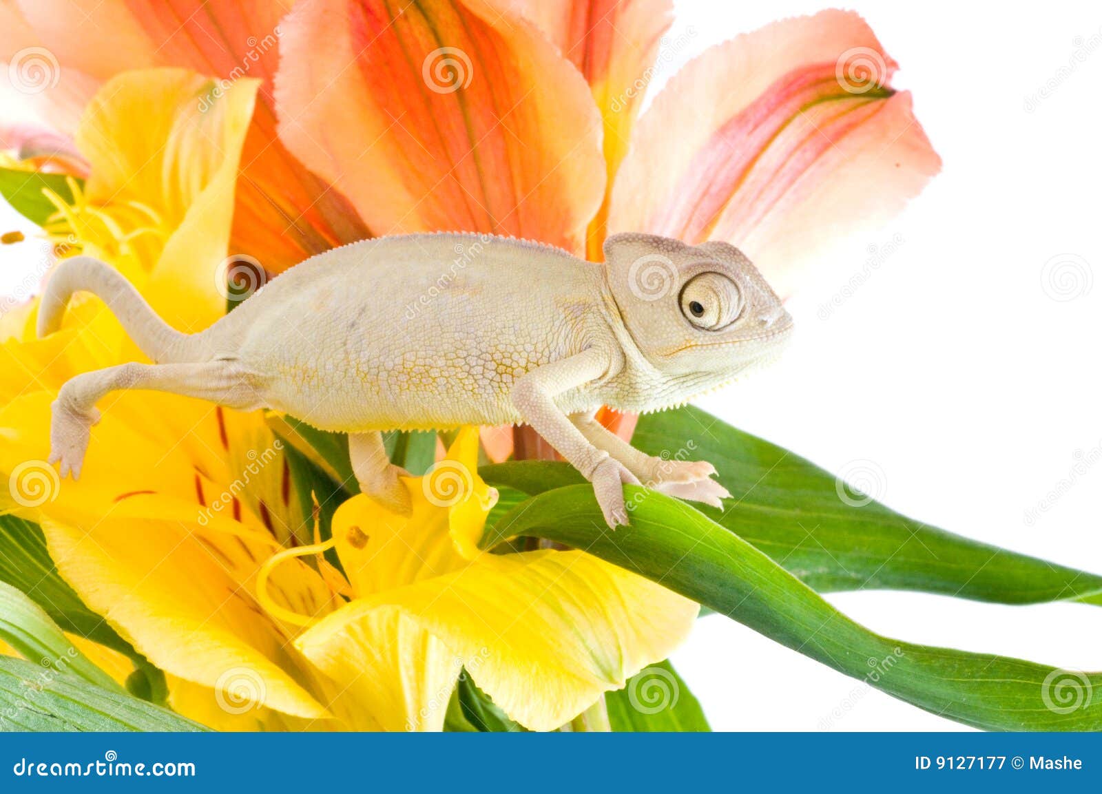 Chameleon on flower stock image. Image of herp, events - 9127177