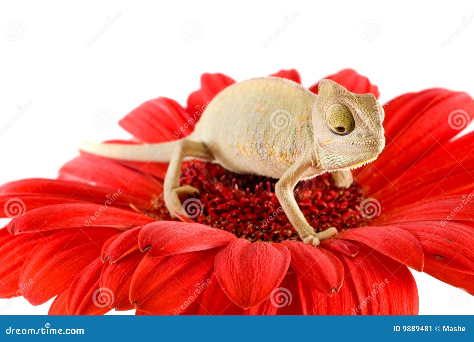 Chameleon on flower. stock image. Image of herp, isolated - 9889481