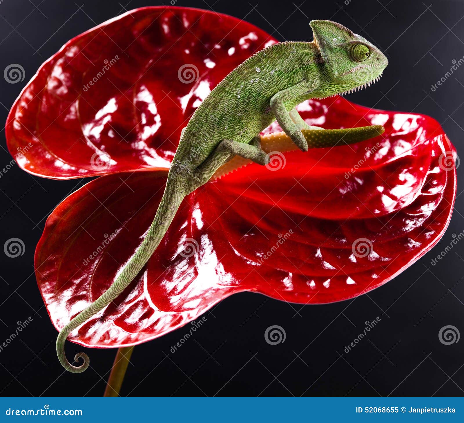 Chameleon and Flower, Bright Vivid Exotic Climate Stock Image - Image ...