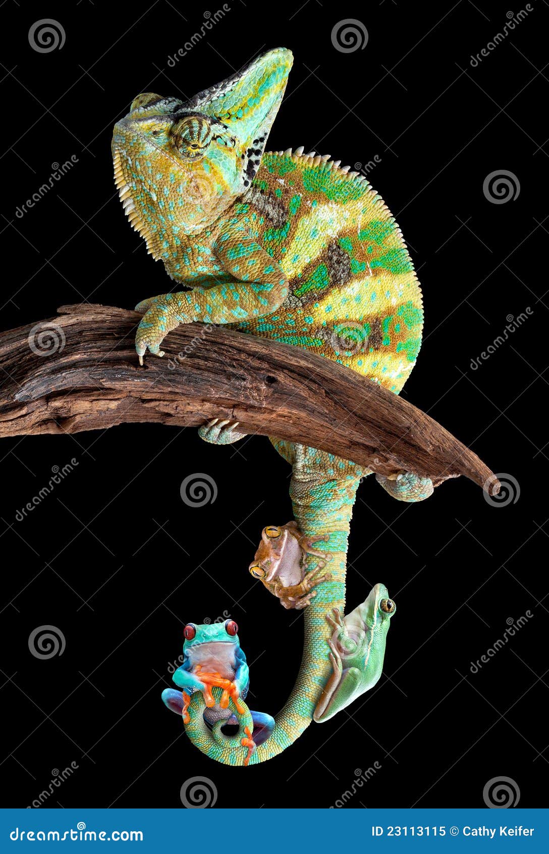 Chameleon with Frog Friends Stock Image - Image of nature, colorful ...