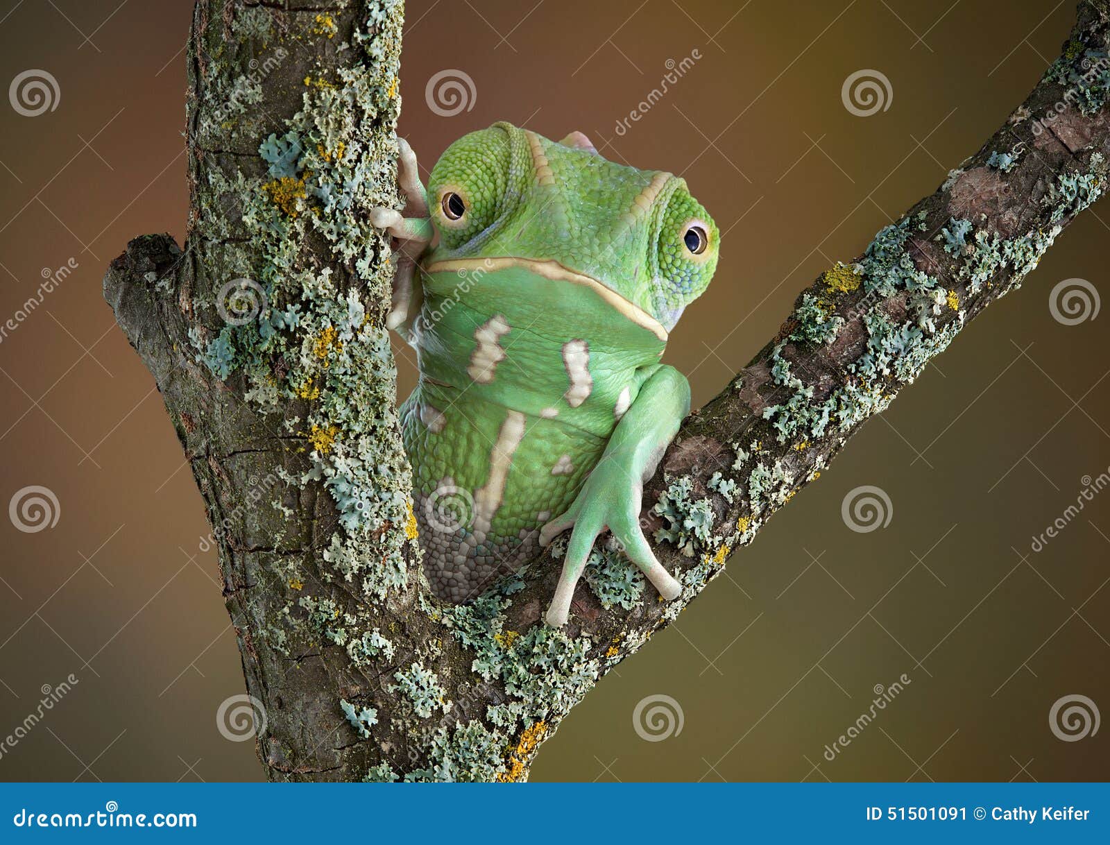 Chameleon Frog stock image. Image of reptile, horizontal - 51501091