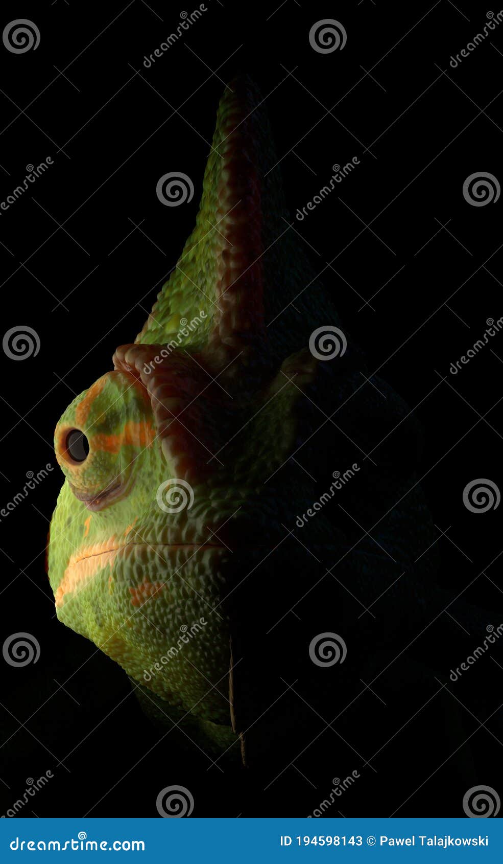 Chameleon front view stock illustration. Illustration of wildlife ...