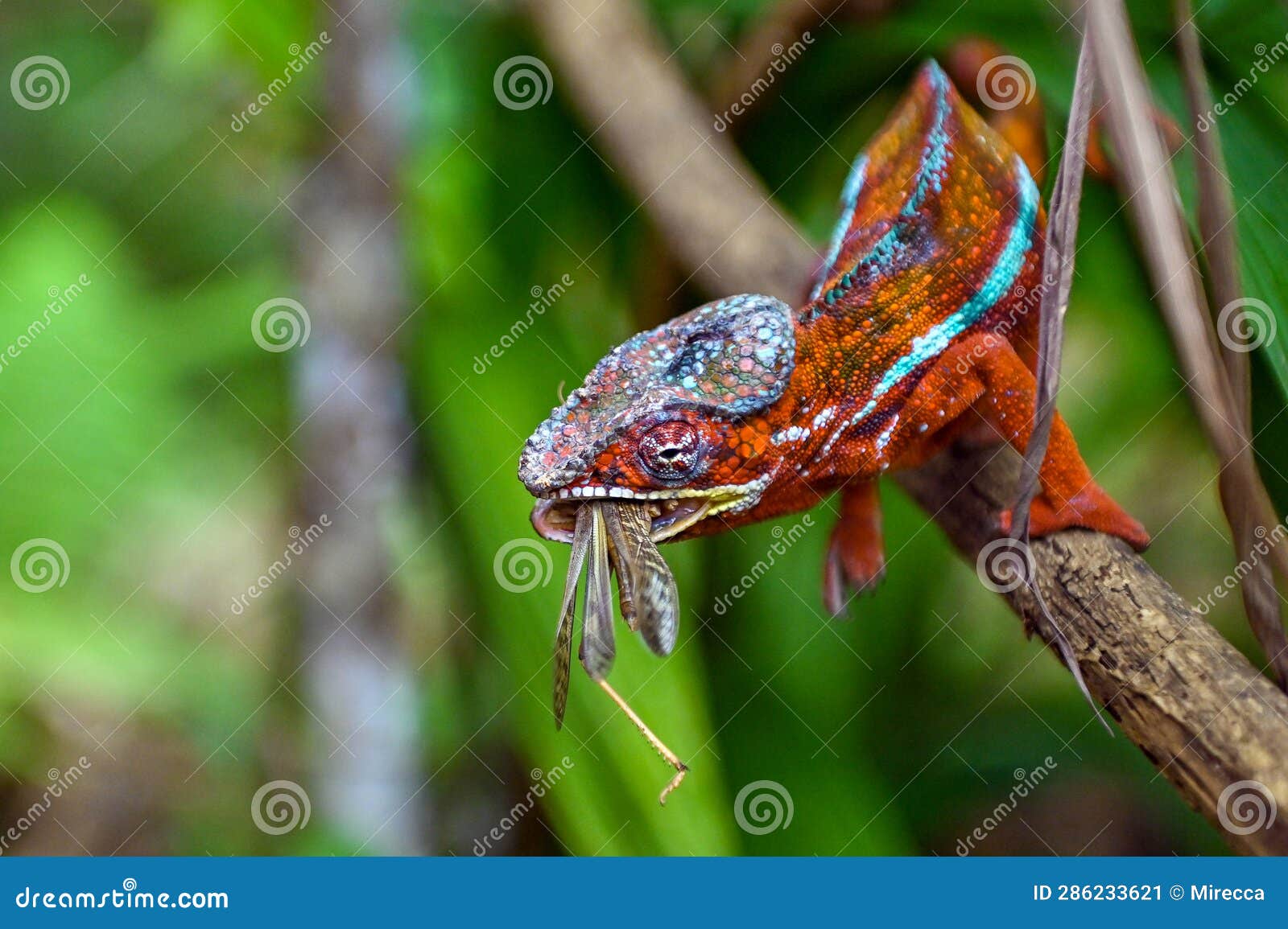 Chameleon Furcifer Pardalis Take Insect Stock Image - Image of africa ...
