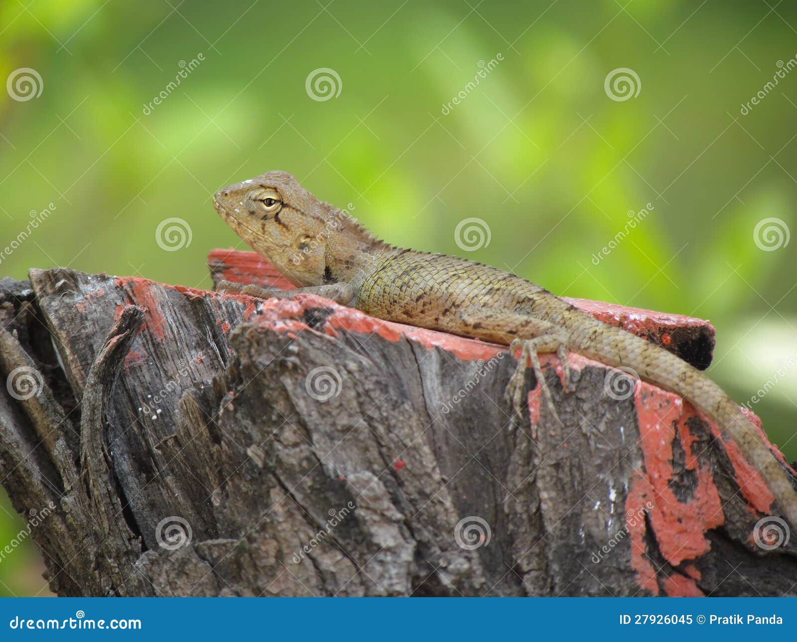 Chameleon or Garden Lizard Basking on Tree Stump Stock Image - Image of ...