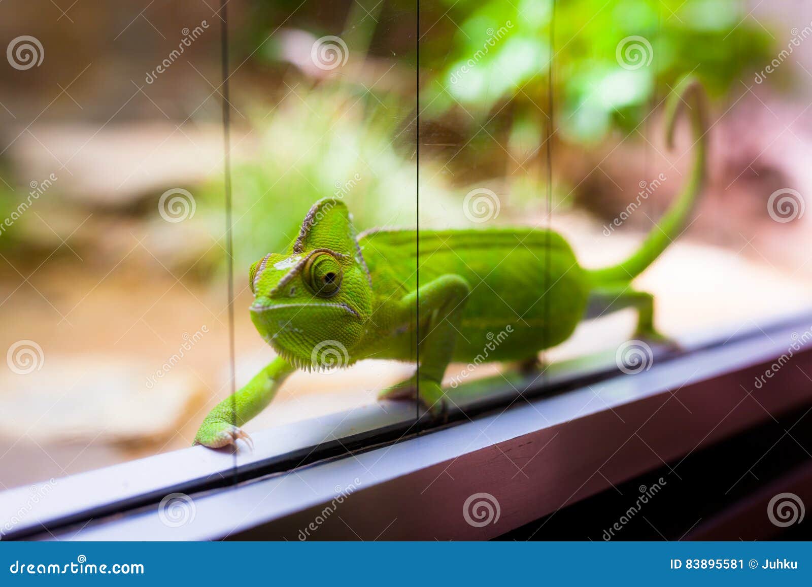 Chameleon in Glass Terrarium Stock Image - Image of reptilian, curious ...
