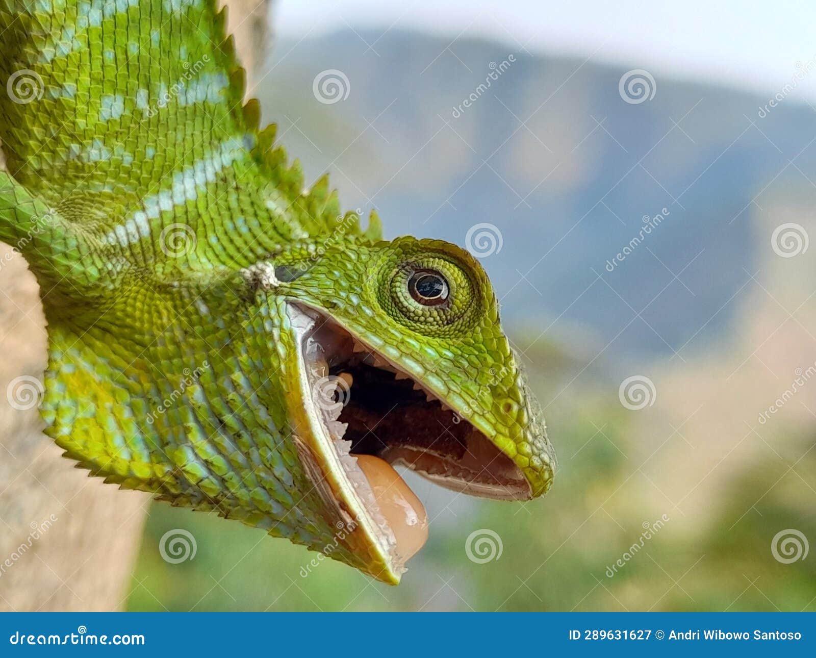 The Chameleon is the Green Dragon that Guards the Trees Stock Image ...