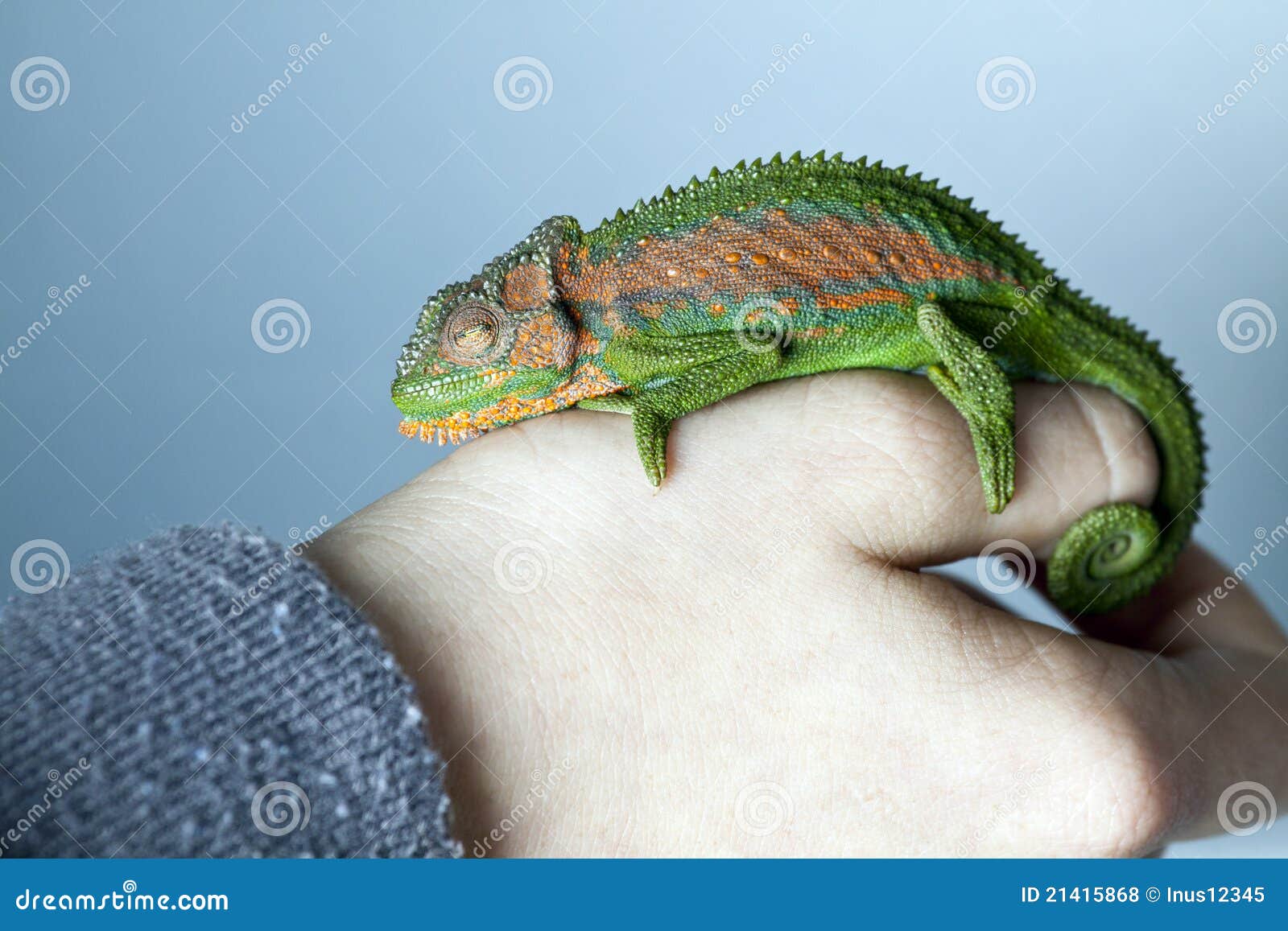 Chameleon on a hand stock photo. Image of animal, reptile - 21415868