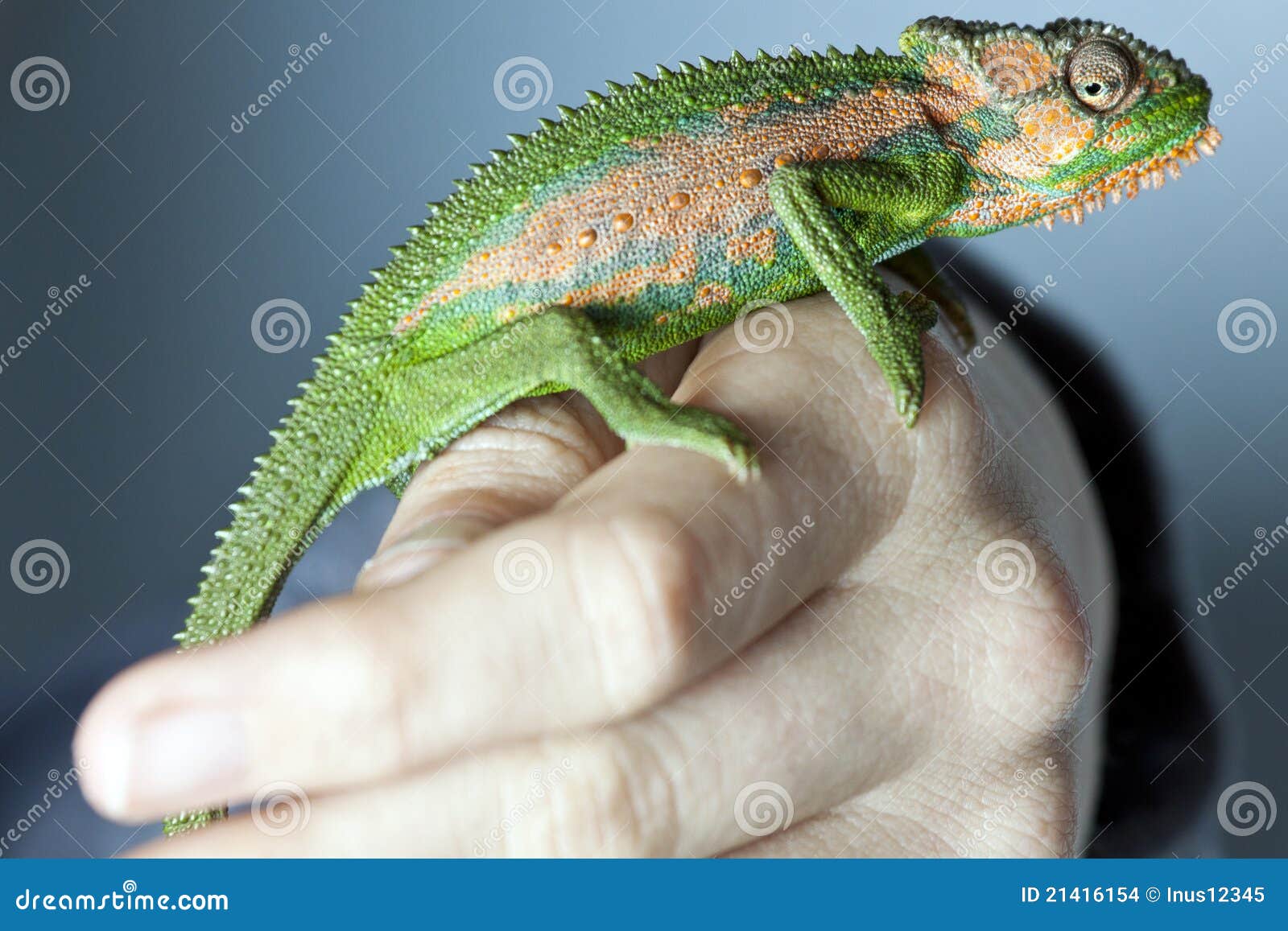 Chameleon on a hand stock photo. Image of common, human - 21416154