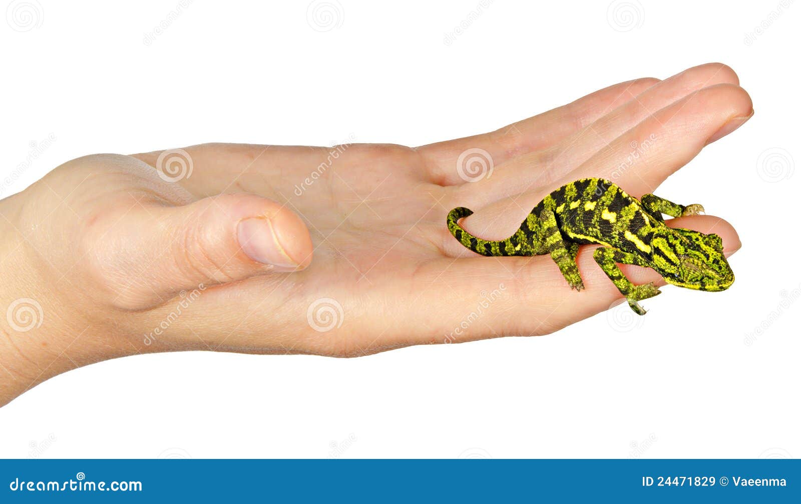 Chameleon on hand stock image. Image of fauna, twig, limb - 24471829