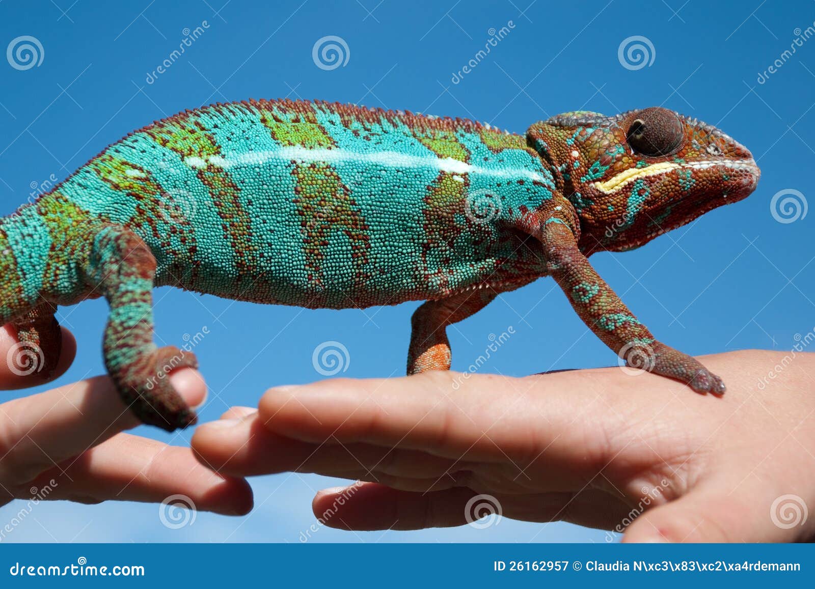 Chameleon on a hand stock image. Image of hand, single - 26162957