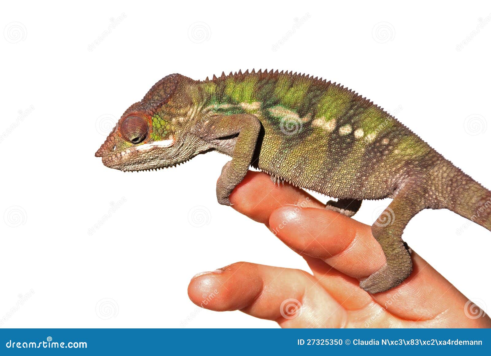 Chameleon on a hand stock photo. Image of baby, panther - 27325350