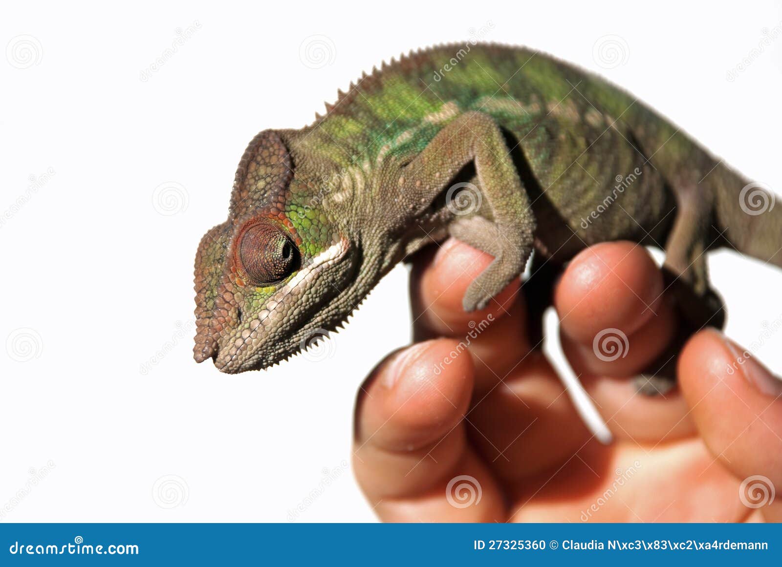 Chameleon on a hand stock photo. Image of baby, single - 27325360