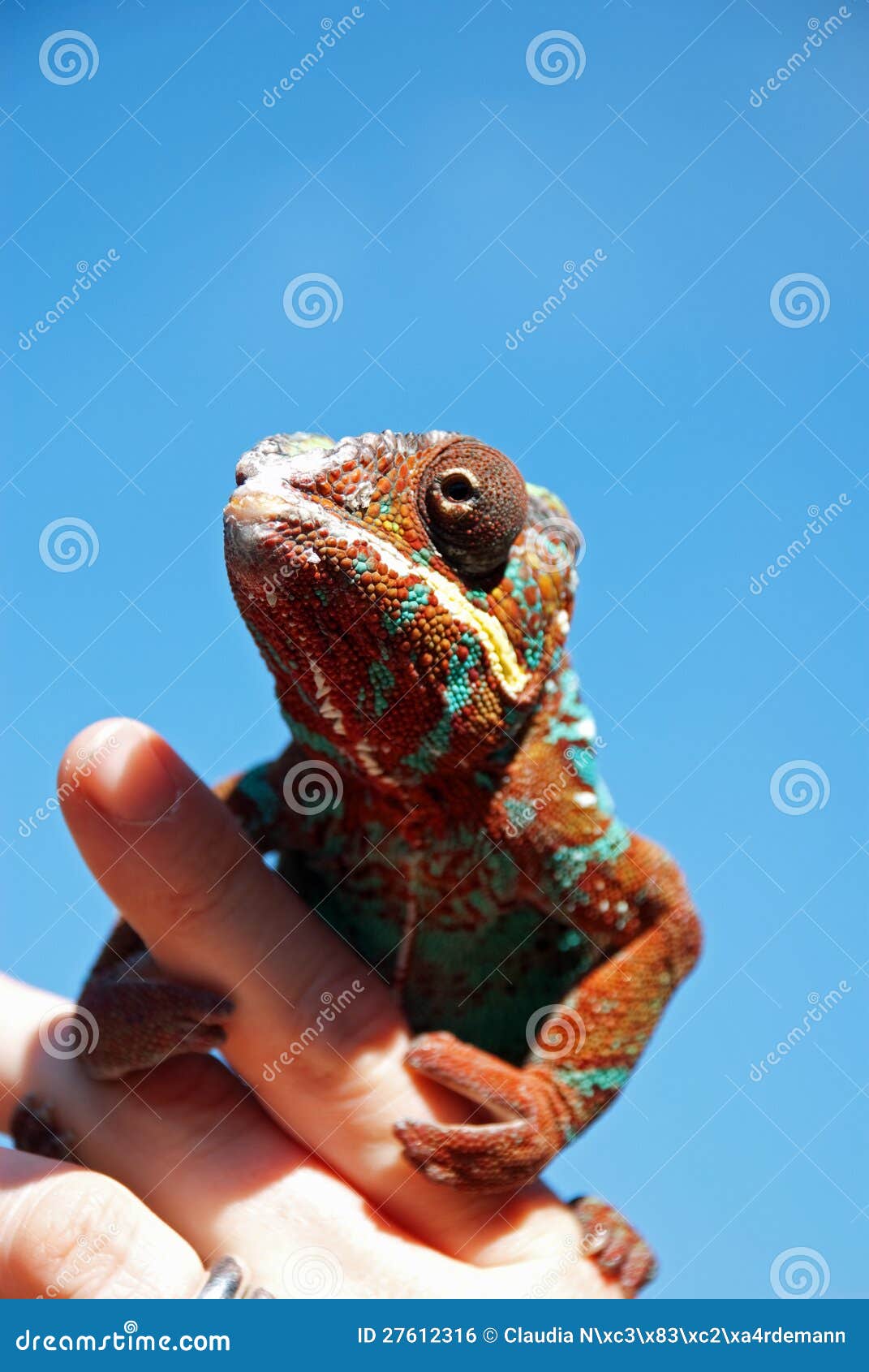 Chameleon on a hand stock photo. Image of animal, madagascar - 27612316