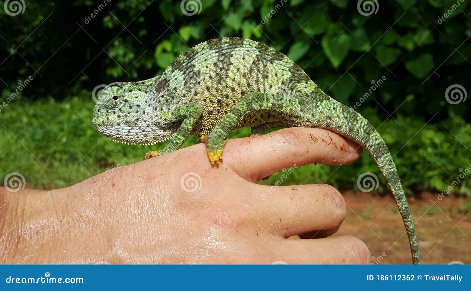 Chameleon on a hand stock photo. Image of nacional, parque - 186112362