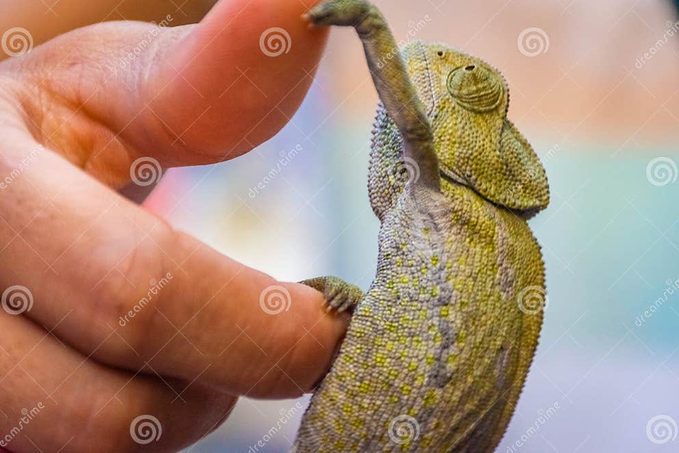 Chameleon on the hand stock image. Image of portrait - 187225419