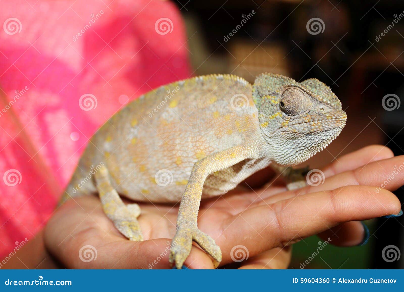 Chameleon On A Hand Stock Photo | CartoonDealer.com #59604360