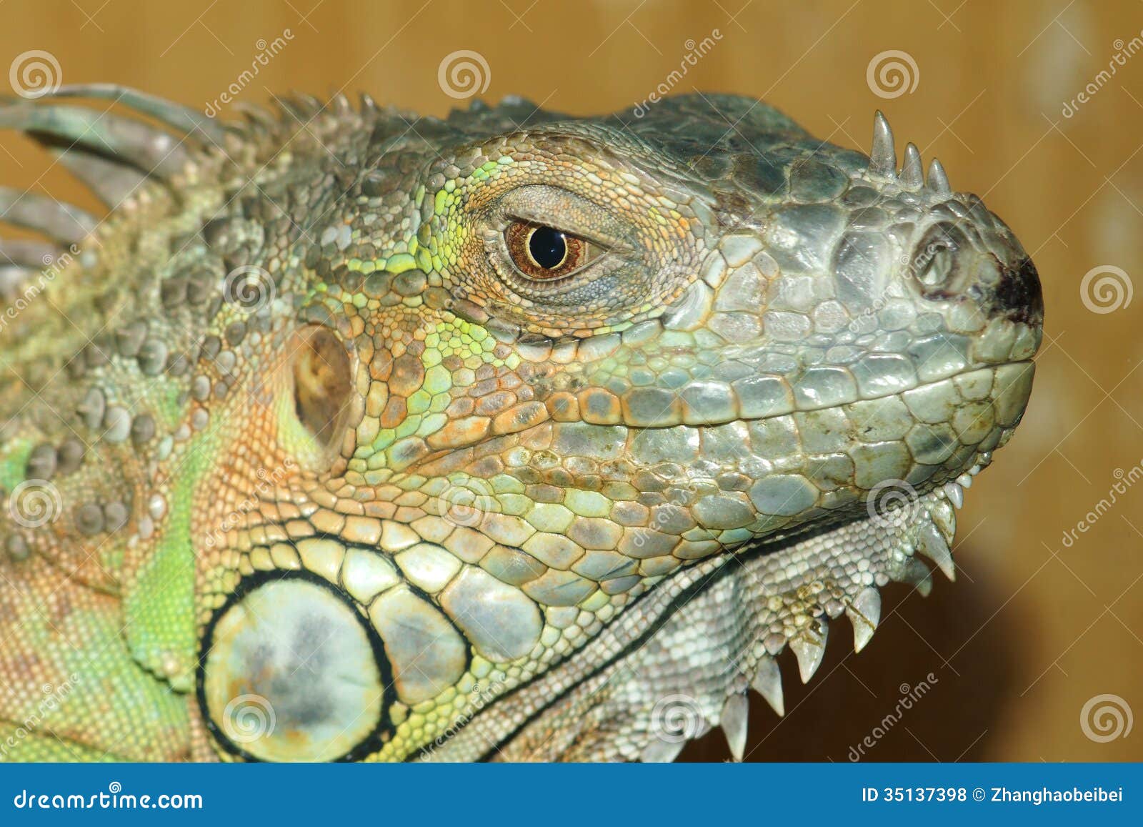 Chameleon stock photo. Image of reptile, chameleons, chameleon - 35137398