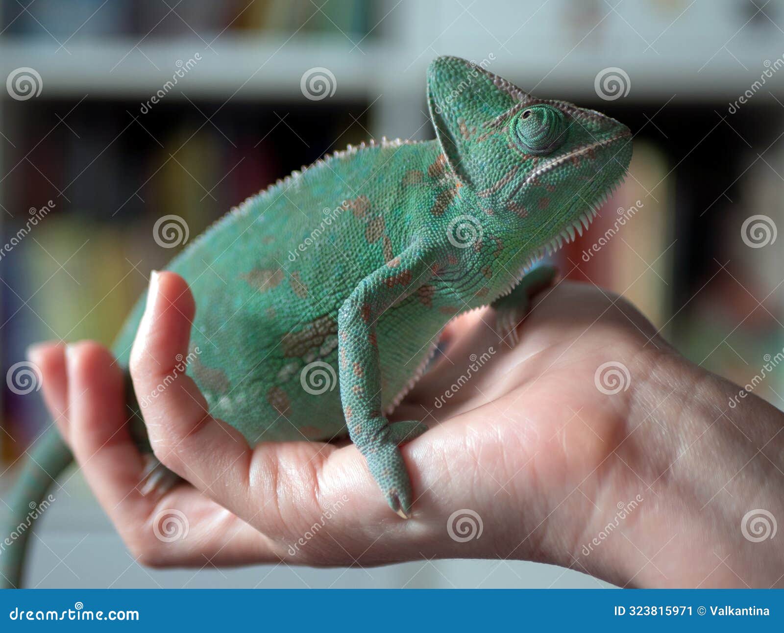 Chameleon is Held in the Keeper Hands. Keeping, and Breeding Chameleons ...