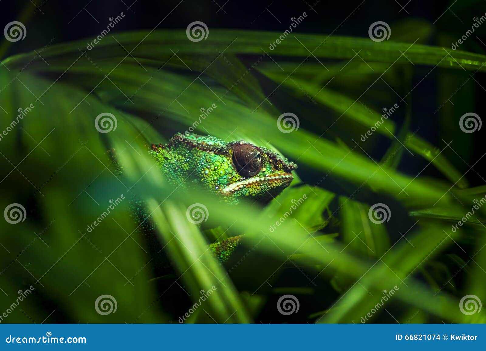 Chameleon Hidden in Thick Greenery Stock Photo - Image of isolated ...