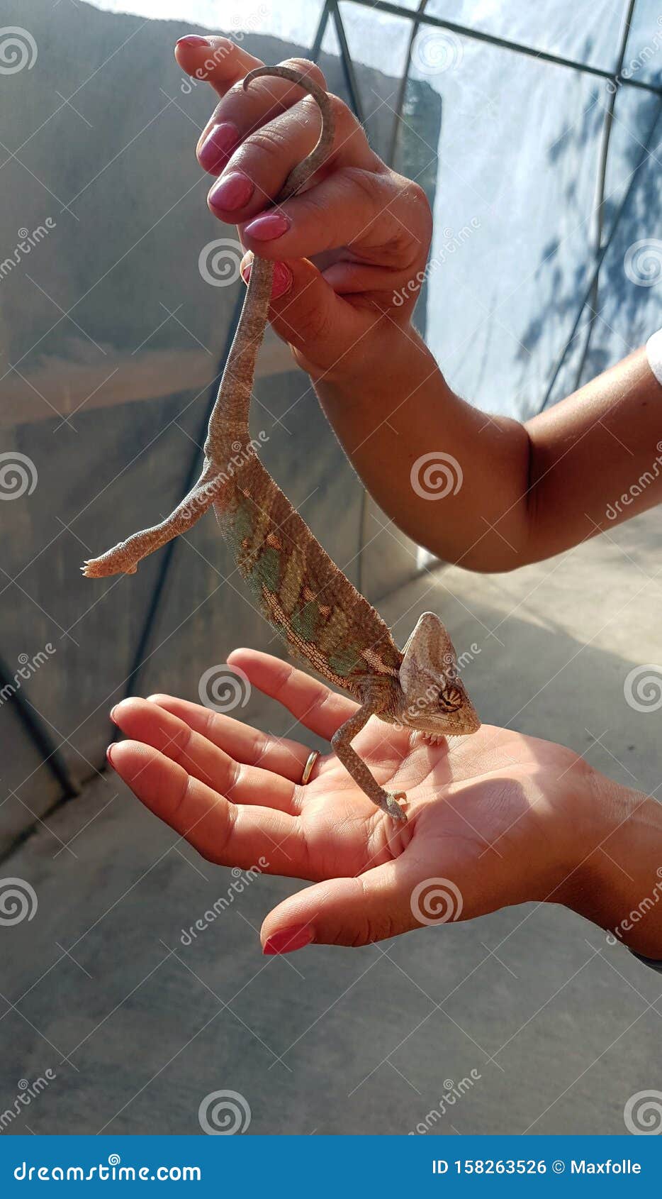 A chameleon in his hands stock photo. Image of nature - 158263526