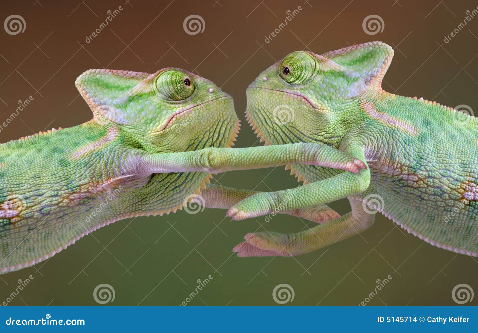 Chameleon hug stock photo. Image of love, lizard, changing - 5145714