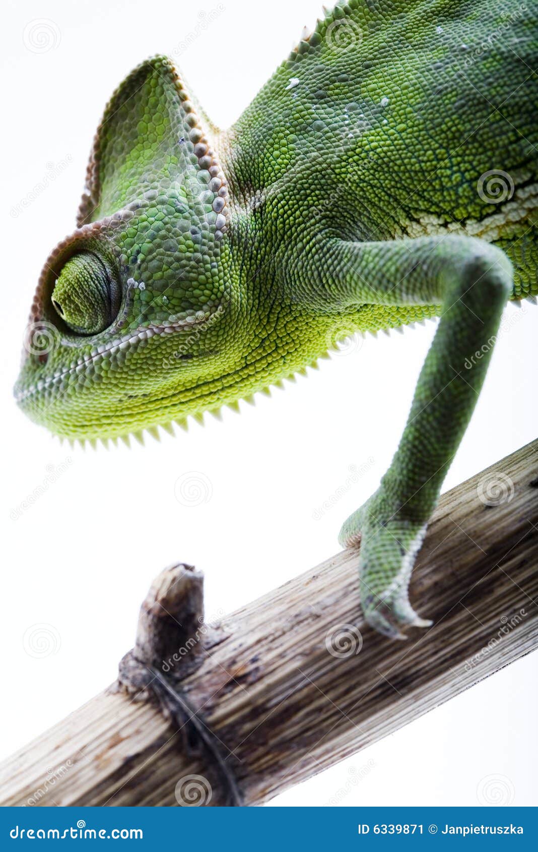 Chameleon Isolated on White Stock Image - Image of colored, color: 6339871