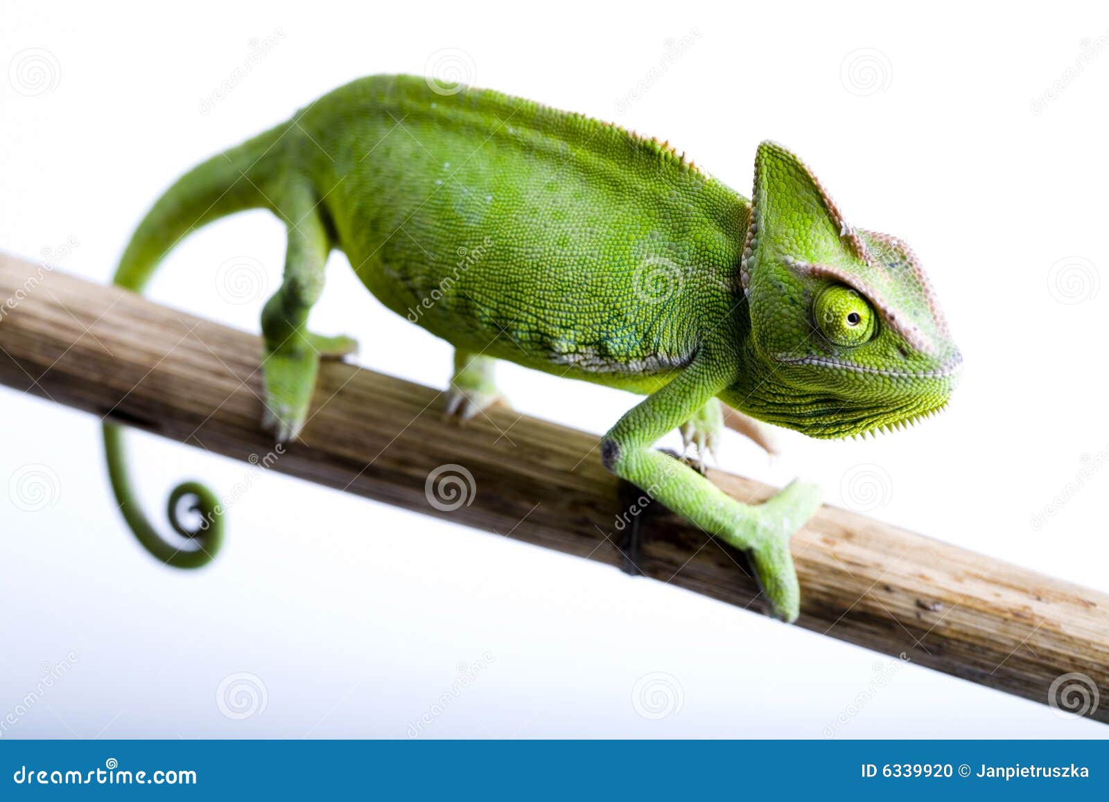 Chameleon Isolated on White Stock Photo - Image of change, reptile: 6339920