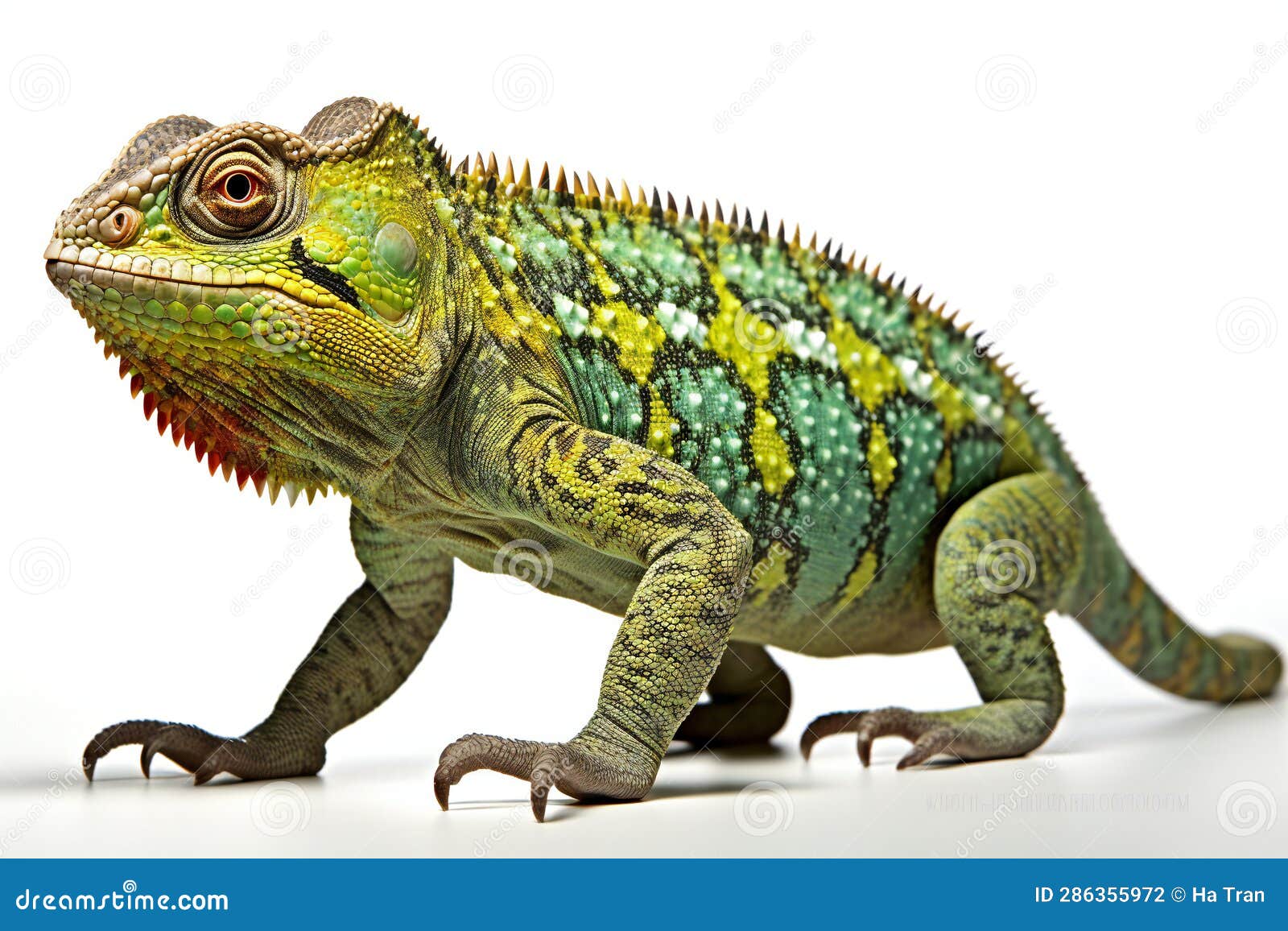 Chameleon Isolated on White Background, Front View, Studio Shot Stock ...