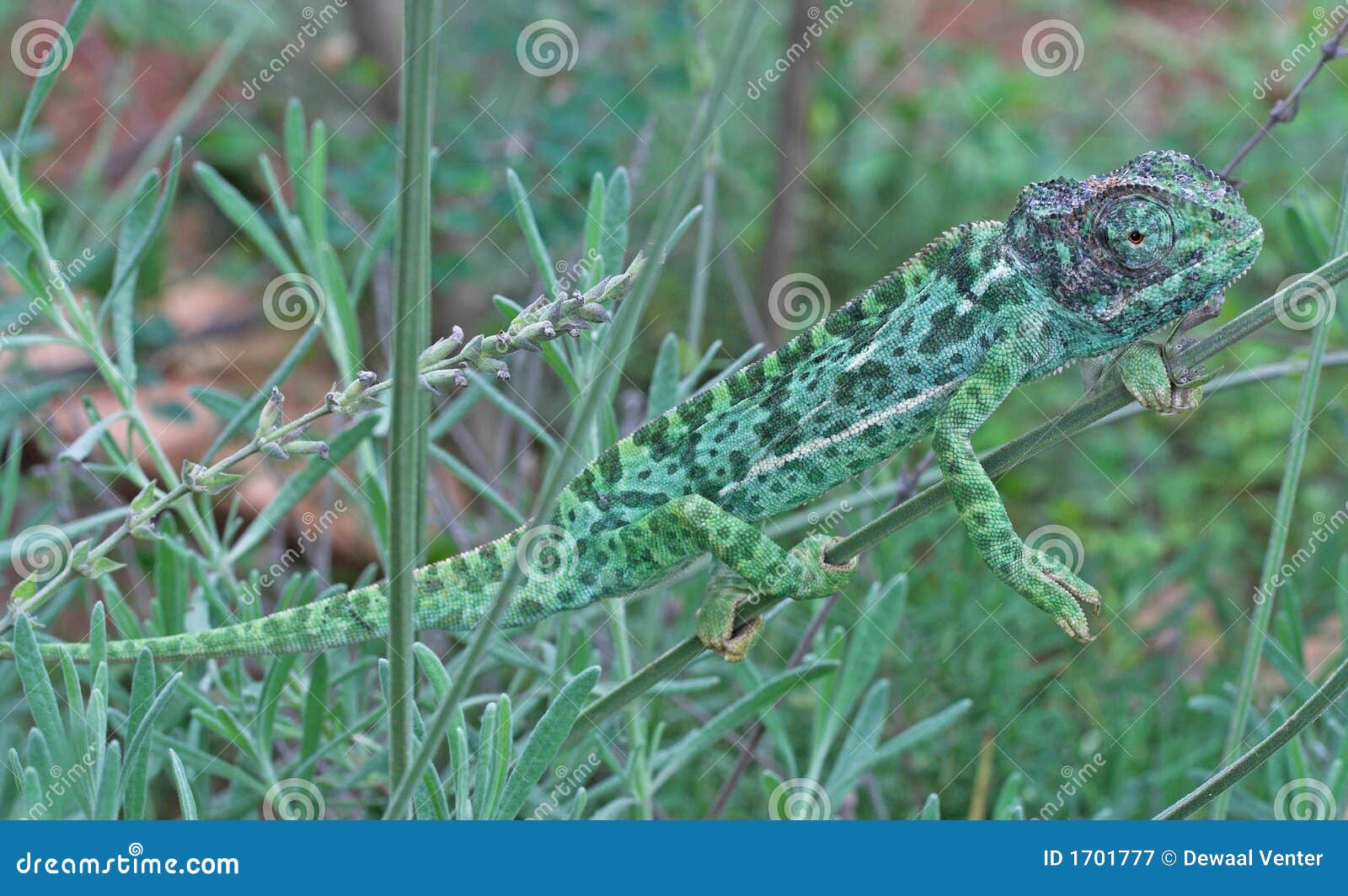 Chameleon in lavender stock image. Image of south, change - 1701777