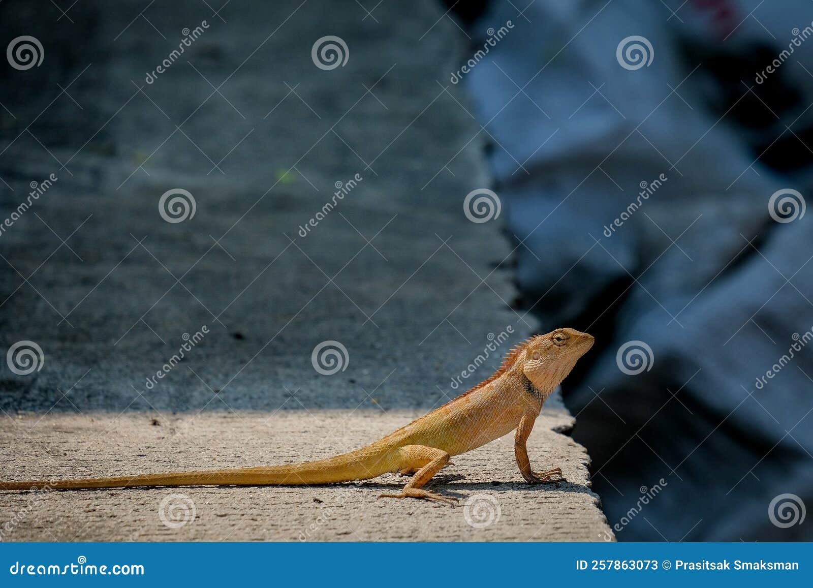 Lizard on floor stock image. Image of concrete, lizard - 257863073