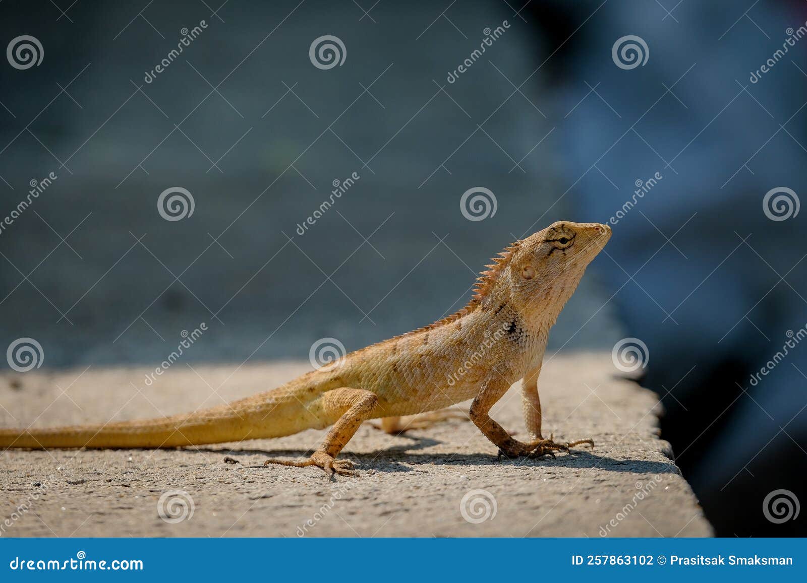 Lizard on floor stock photo. Image of lizard, lies, concrete - 257863102