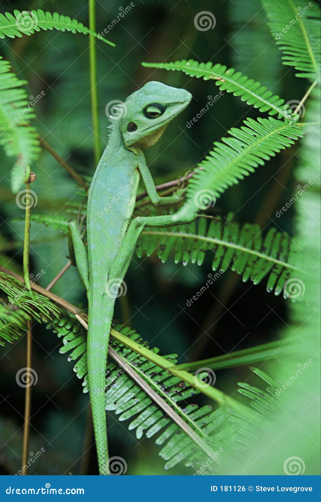 Chameleon Lizard stock photo. Image of hide, hidden, nature - 181126