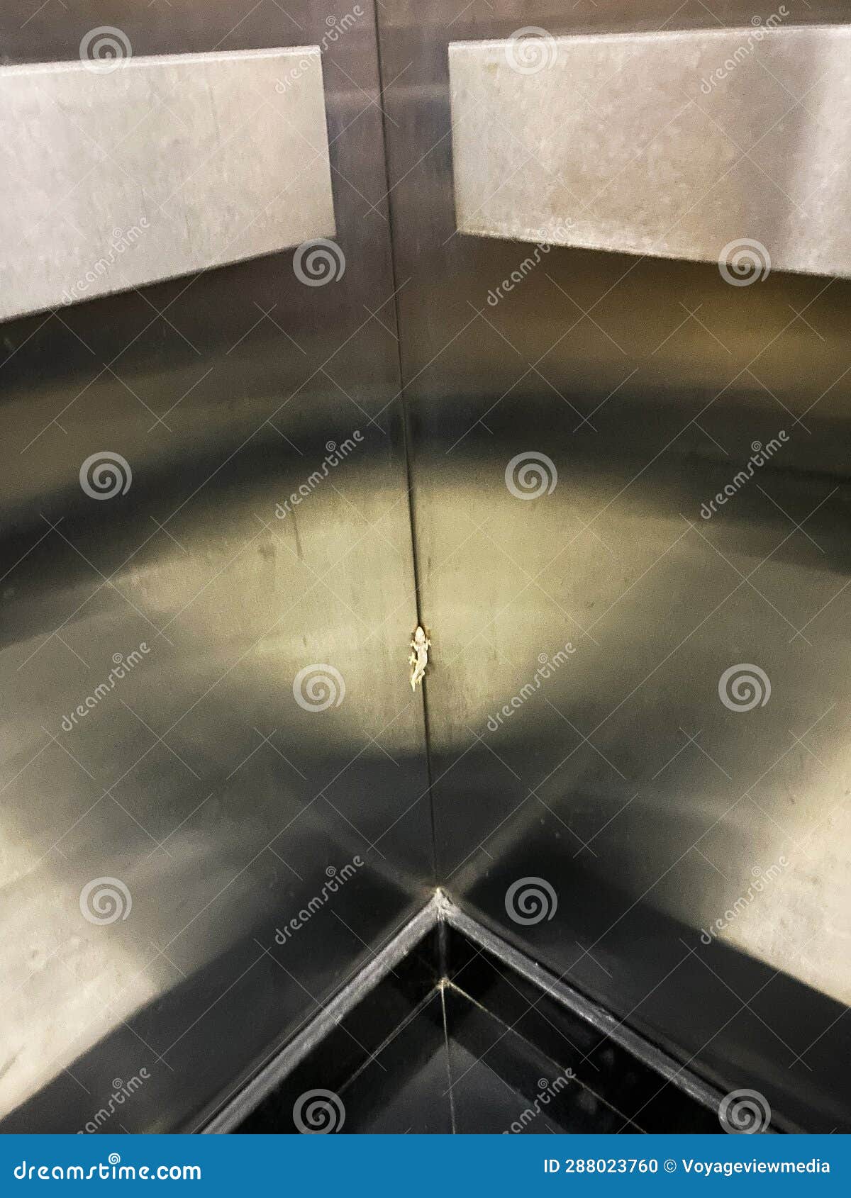 Chameleon Lizard Hiding Elevator Cambodia Stock Photo - Image of urban ...