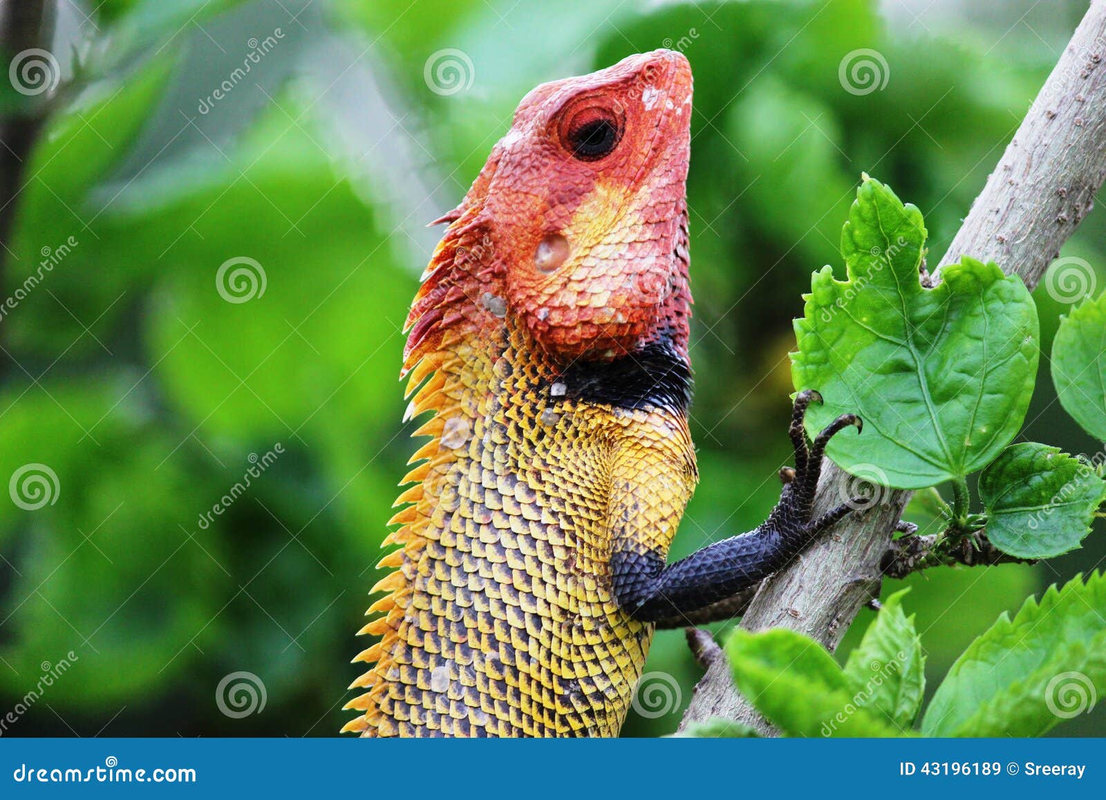 Camilion Reptile Photos - Free & Royalty-Free Stock Photos from Dreamstime