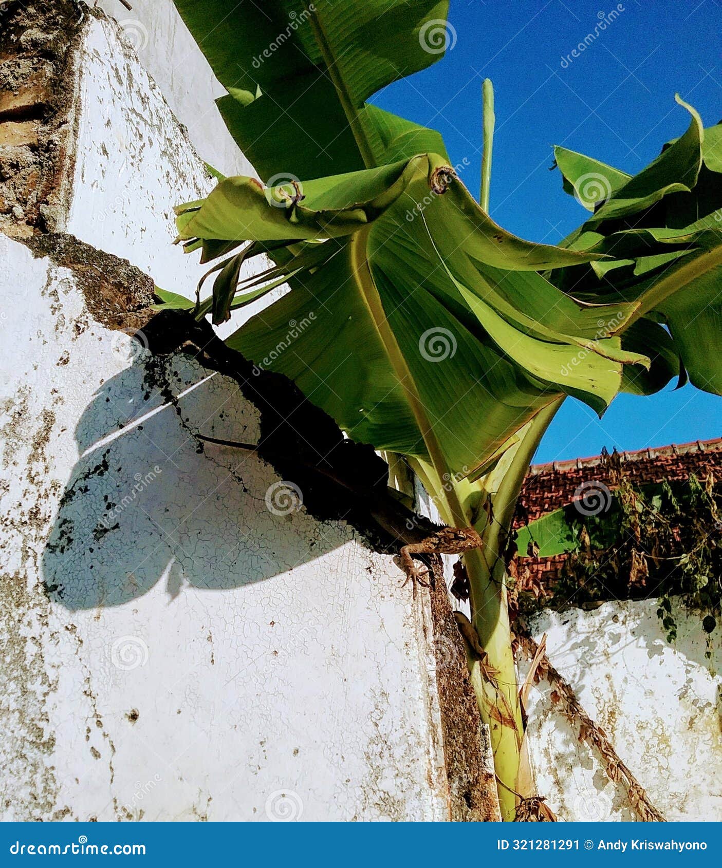 Long-clawed Squat Lobster, Munida Rugosa. Loch Fyne. Diving, Scotland ...