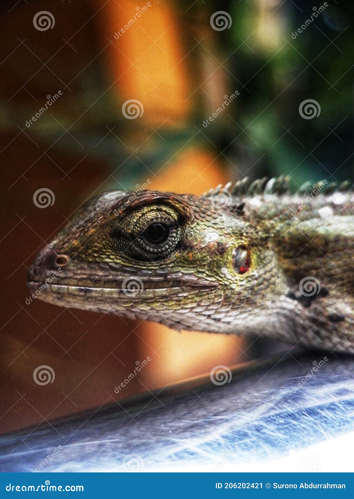 Chameleon lizard stock image. Image of chameleon, reptile - 206202421