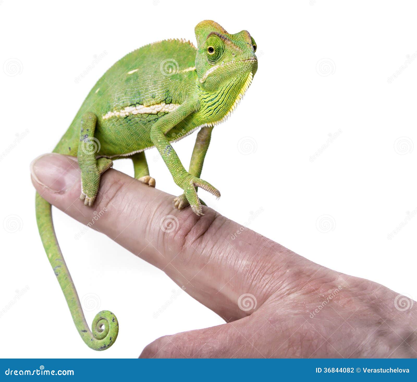 Chameleon stock photo. Image of cute, funny, lizard, sitting - 36844082