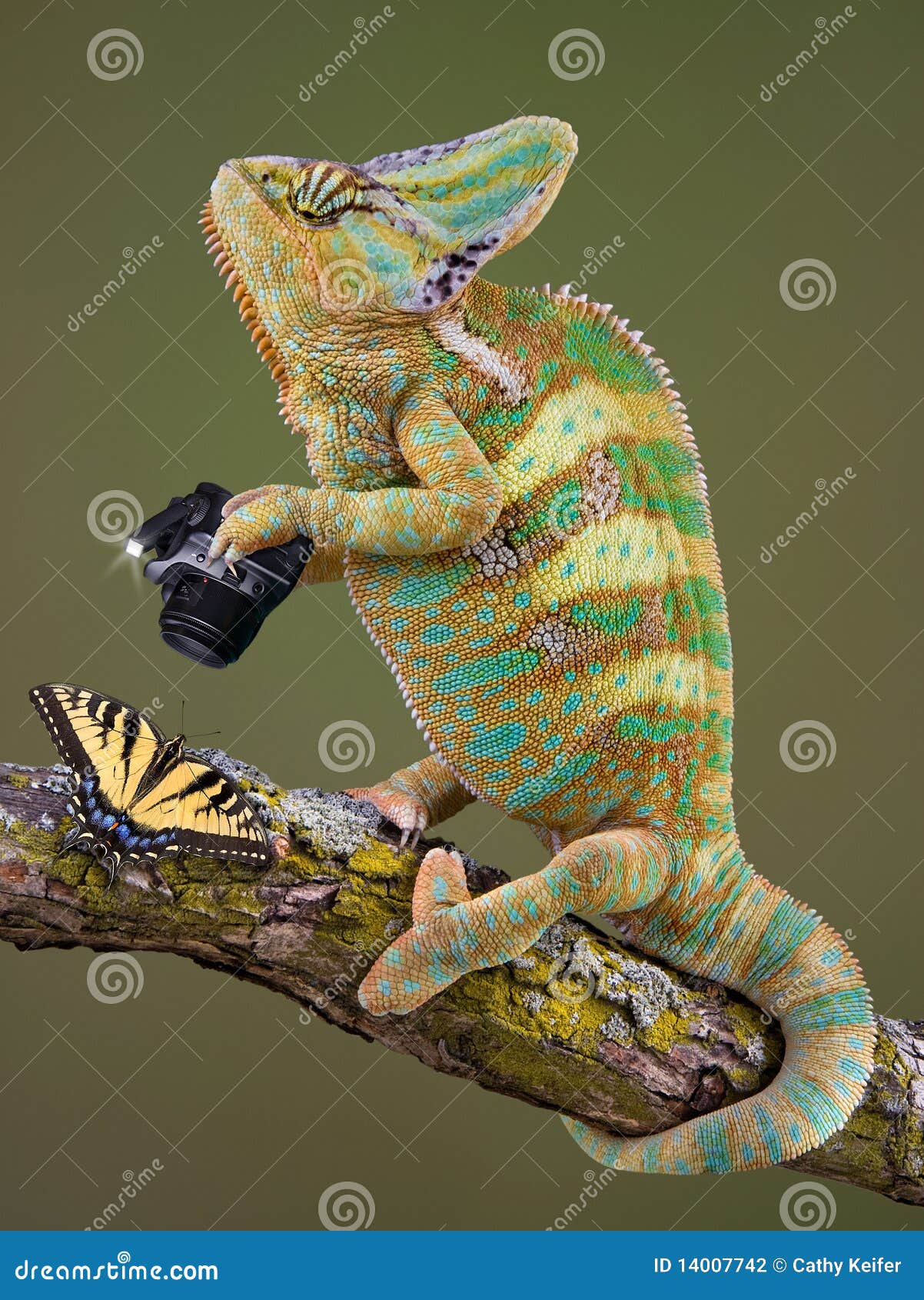 Chameleon photographer stock photo. Image of nature, vertical - 14007742