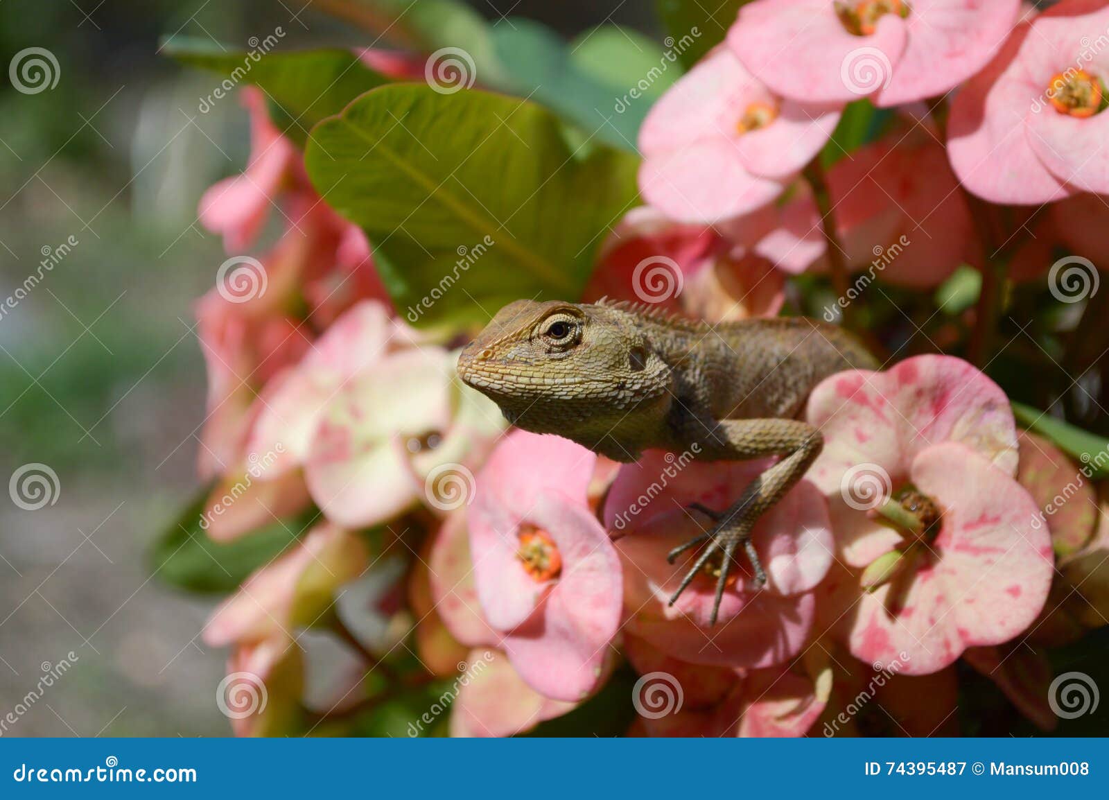 Chameleon on pink flower stock image. Image of chameleon - 74395487