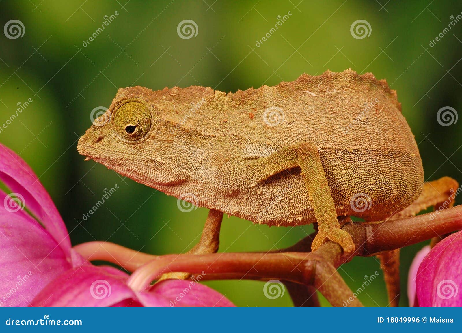 Chameleon on plant stock photo. Image of didactyl, critter - 18049996