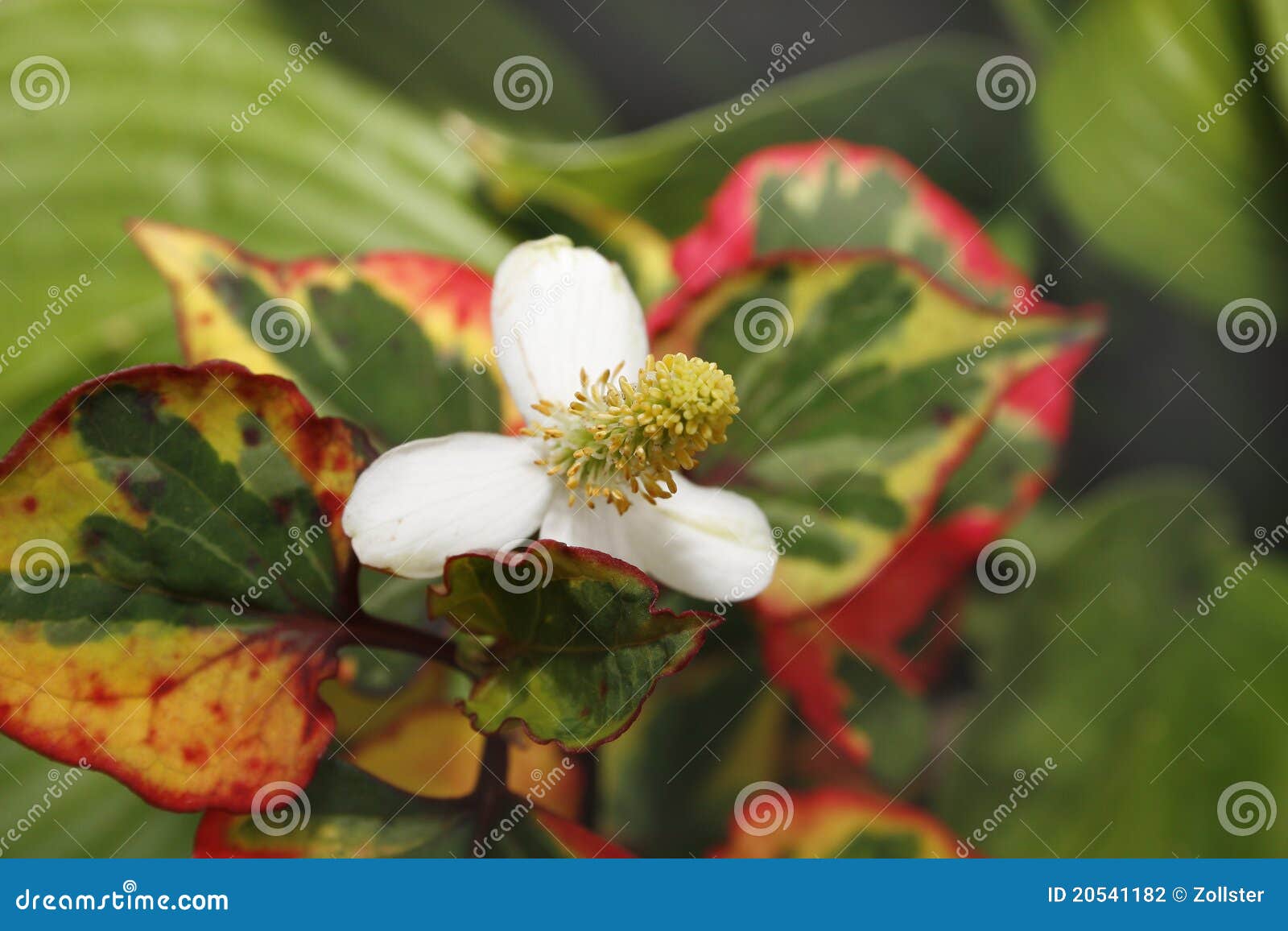Chameleon Plant stock photo. Image of blooming, houttuynia - 20541182