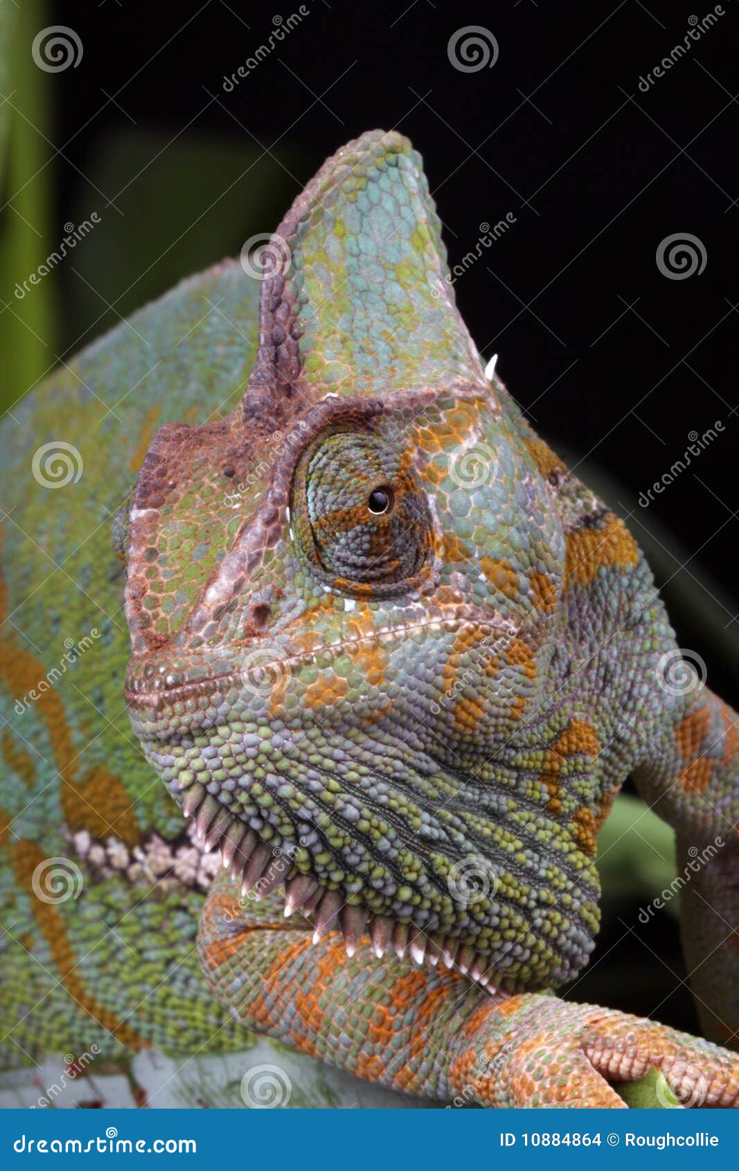 Chameleon Portrait Picture. Image: 10884864