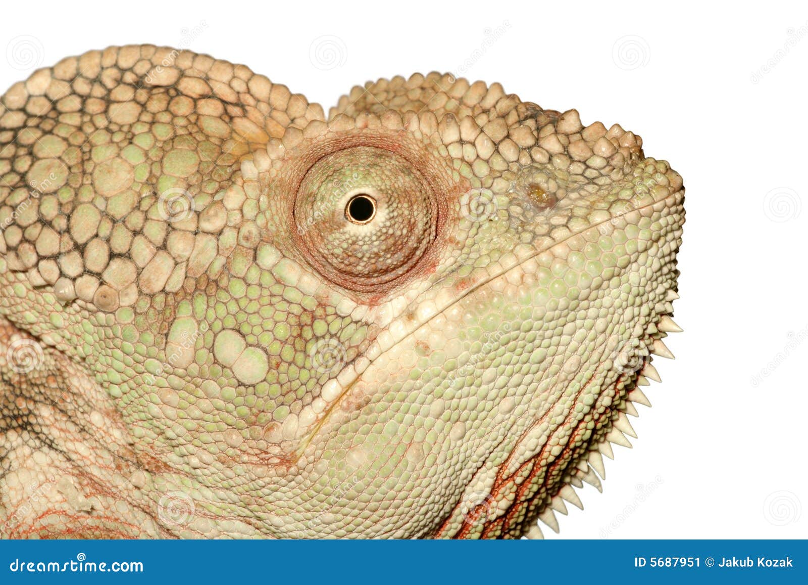 Chameleon portrait stock image. Image of nature, space - 5687951