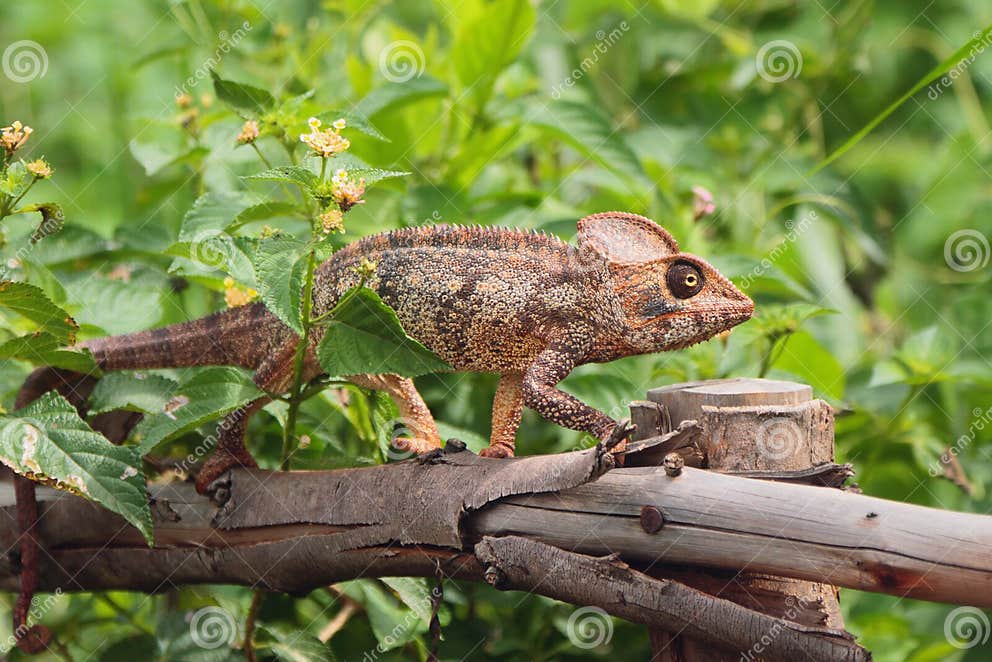 Chameleon on Protection from Tree Stock Image - Image of scaly ...