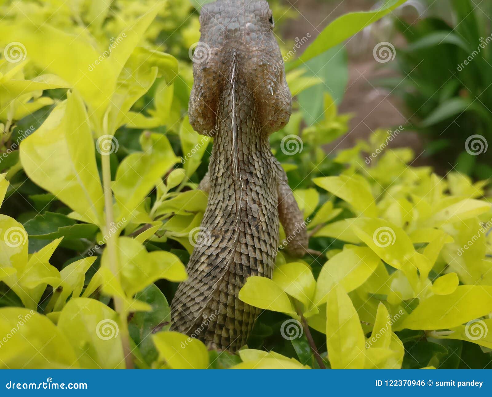 Chameleon back side pic stock photo. Image of back, chameleon - 122370946