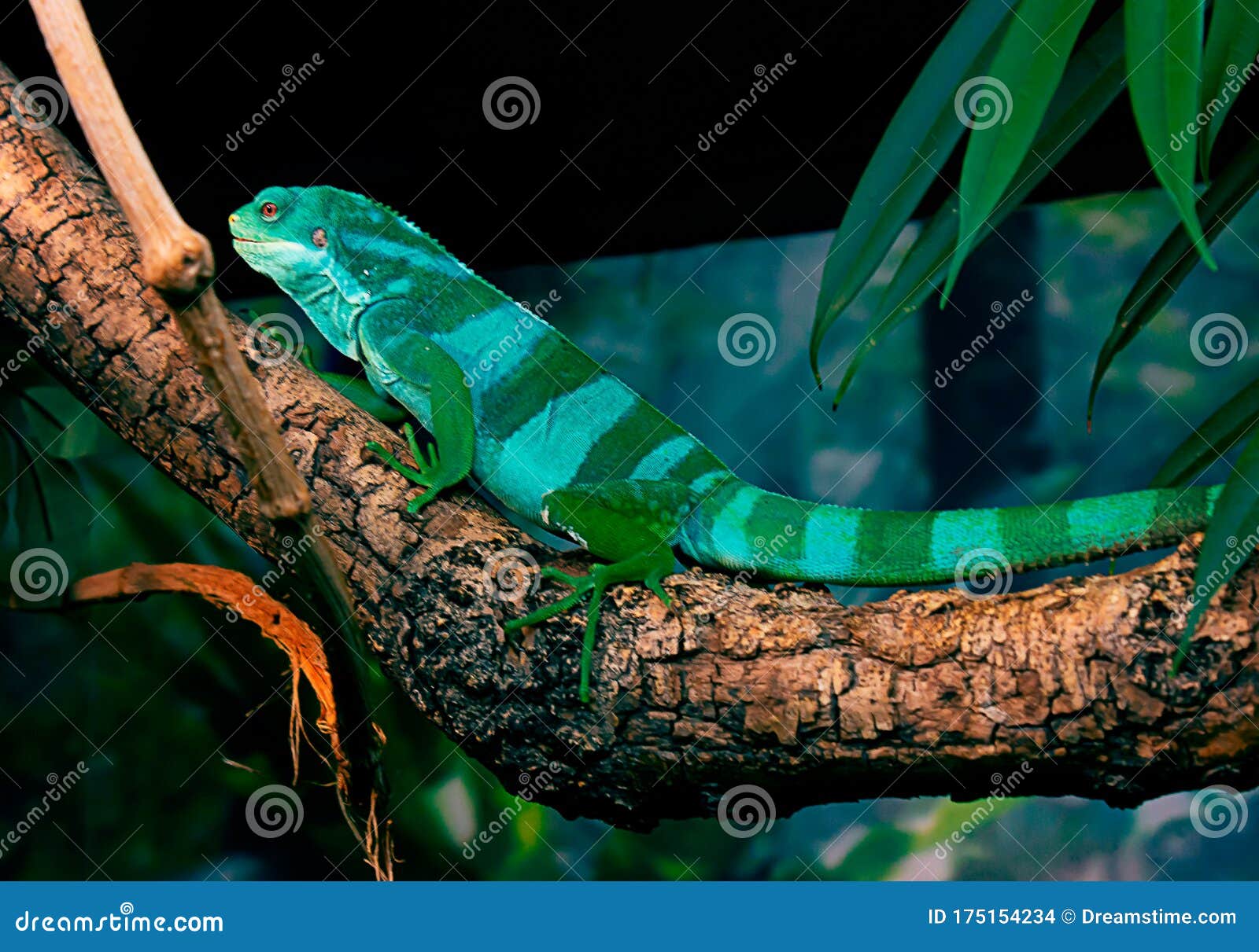 A Green Chameleon Resting on a Tree Stock Photo - Image of plant, leaf ...