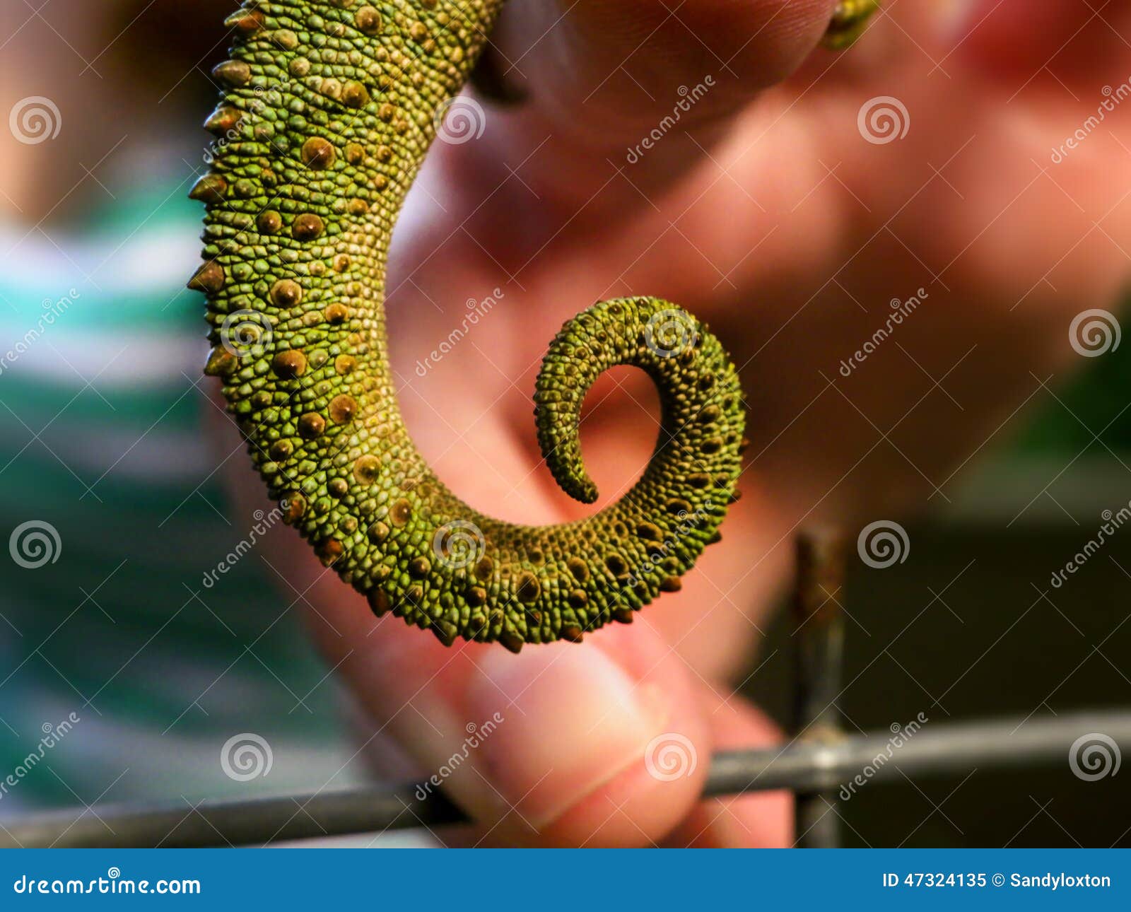 The Chameleon s tail stock image. Image of reptilian - 47324135